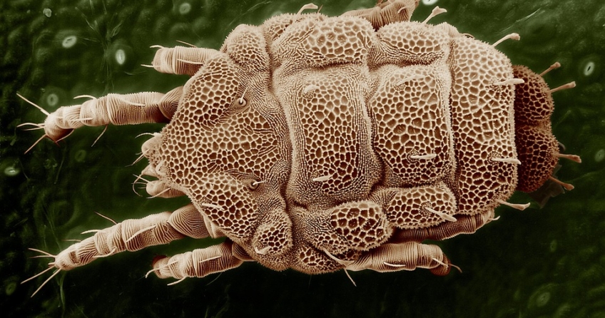 Ratgeber - Milben Bekaempfen & loswerden